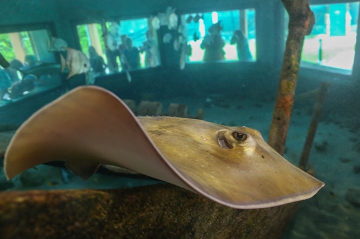 Animal Adventure Day Camps » Boca4Kids.com